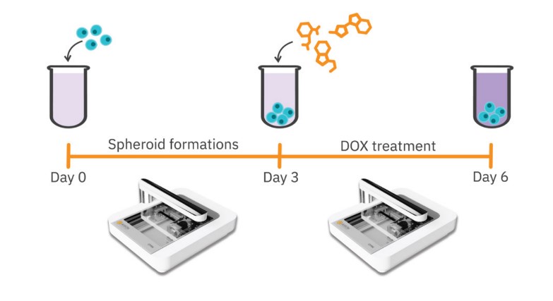 Quantifying chemotoxicity on cancer cell colony formation using live ...