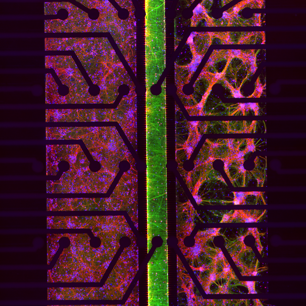 Microfluidics and MEA Technology | Axion Biosystems