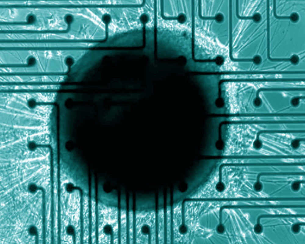 Neural Organoid Activity Assay | Axion Biosystems