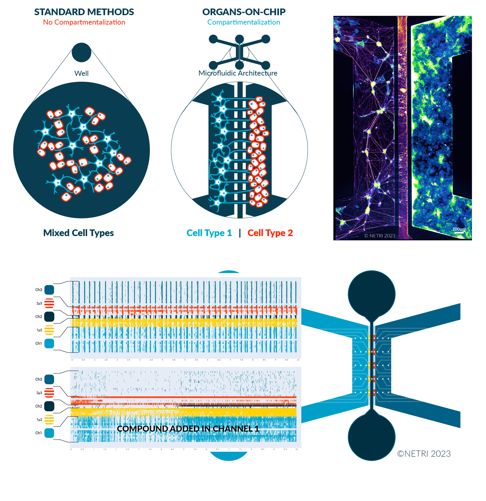 Microfluidics and MEA Technology | Axion Biosystems