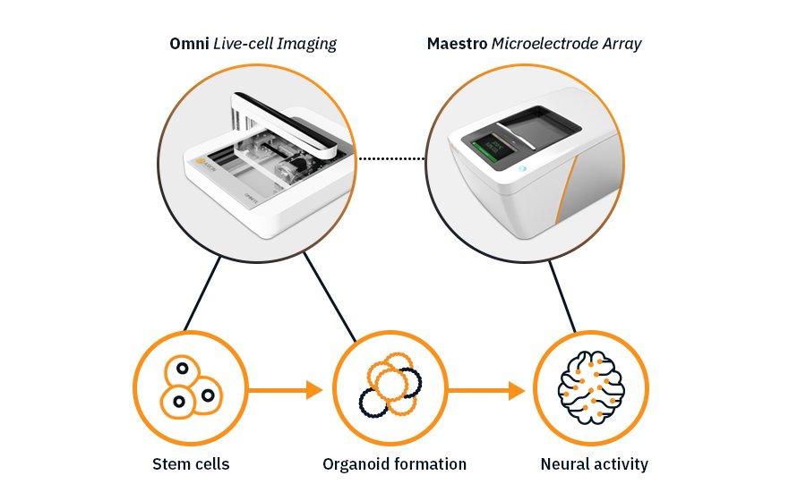 Neural Organoids Assay in Real Time | Axion Biosystems