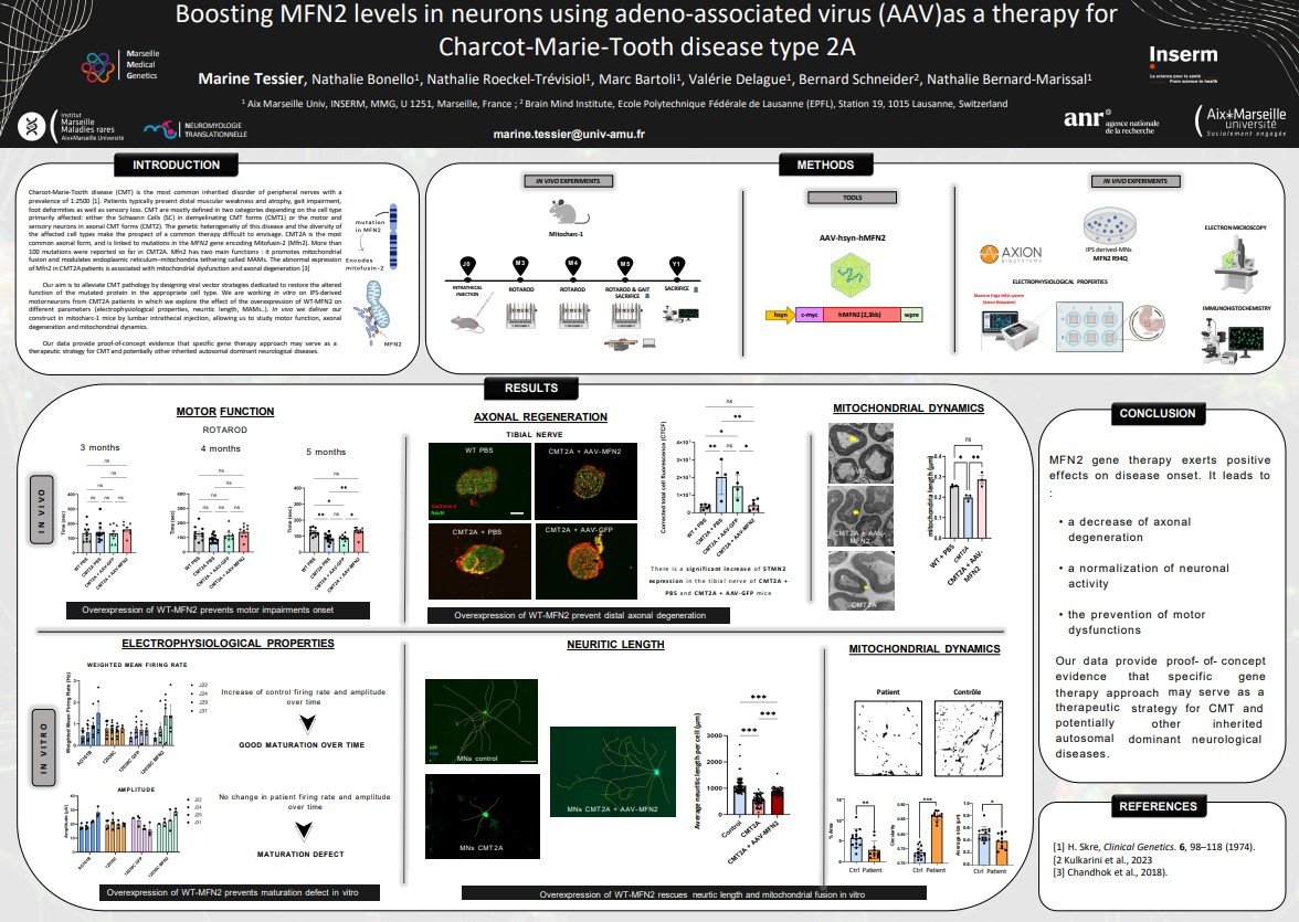 Boosting MFN2 levels in neurons using adeno-associated virus (AAV)as a ...