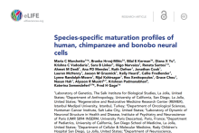 Species-specific maturation profiles of human, chimpanzee and bonobo ...