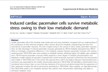 Induced cardiac pacemaker cells survive metabolic stress owing to their ...