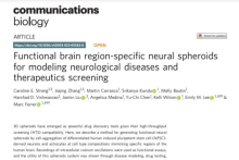 Functional brain region-specific neural spheroids for modeling ...