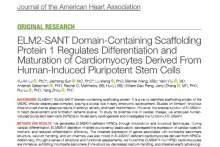 ELM2‐SANT Domain‐Containing Scaffolding Protein 1 Regulates ...