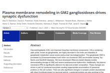 Plasma membrane remodeling in GM2 gangliosidoses drives synaptic ...