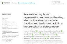 Revolutionizing bone regeneration and wound healing: Mechanical stromal ...