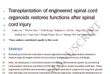 Transplantation of engineered spinal cord organoids restores functions ...