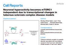 Neuronal hyperactivity becomes mTORC1 independent due to ...
