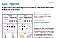 Age- and cell-type-specific effects of histone variant H2BE in the ...