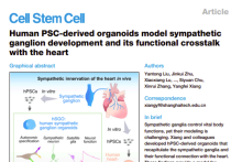 Human PSC-derived organoids model sympathetic ganglion development and ...