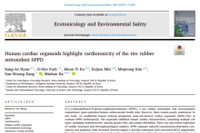 Human cardiac organoids highlight cardiotoxicity of the tire rubber ...