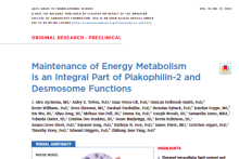 Maintenance of Energy Metabolism Is an Integral Part of Plakophilin-2 ...