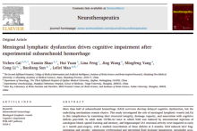Meningeal lymphatic dysfunction drives cognitive impairment after ...