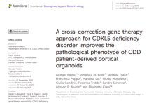 A cross-correction gene therapy approach for CDKL5 deficiency disorder ...